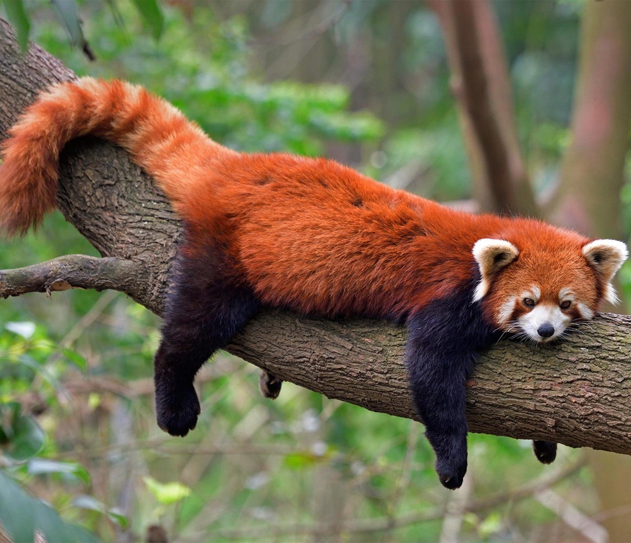 灰色的果实、汉化硬盘版下载、5.93G【PC游戏AVG】 - 猫头の站